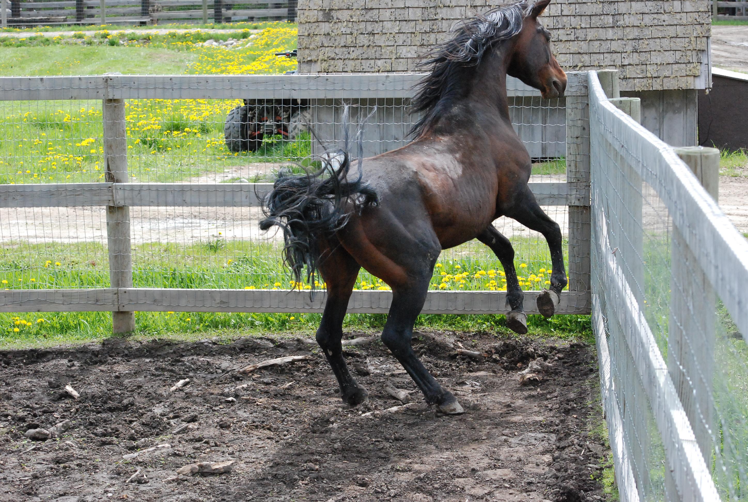 Stallions | Excella Equine